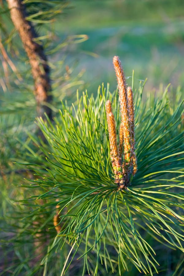 Pinho novo foto de stock. Imagem de agulhas, fresco, nave - 27281382