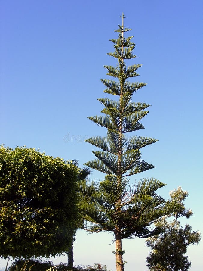 Erica e pini di estate immagine stock. Immagine di britain - 34658091
