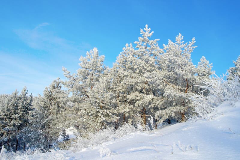 Pini innevati immagine stock. Immagine di ambiente, paesaggio - 39176893