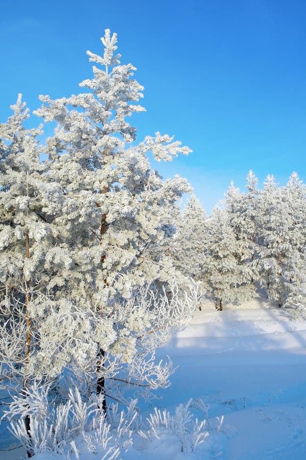 Pini innevati fotografia stock. Immagine di ambiente - 39176938