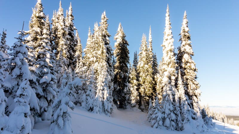 Pini Innevati Alti Sotto I Cieli Blu Fotografia Stock - Immagine di ...