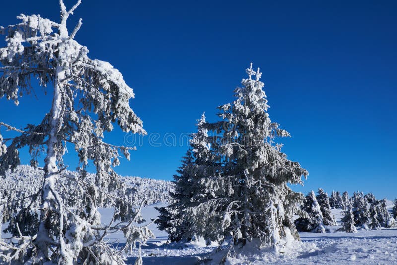 Pini innevati in Norvegia immagine stock. Immagine di scenico - 67761363