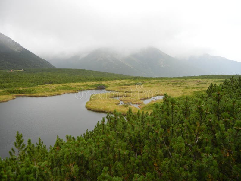 Pini Mughi E Un Lago Nelle Montagne Immagine Stock - Immagine di nave ...