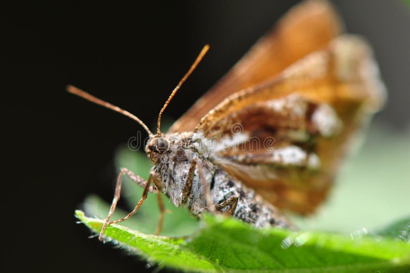 Piniaria van Bupalus stock foto. Image of wild, vlinder - 25136872