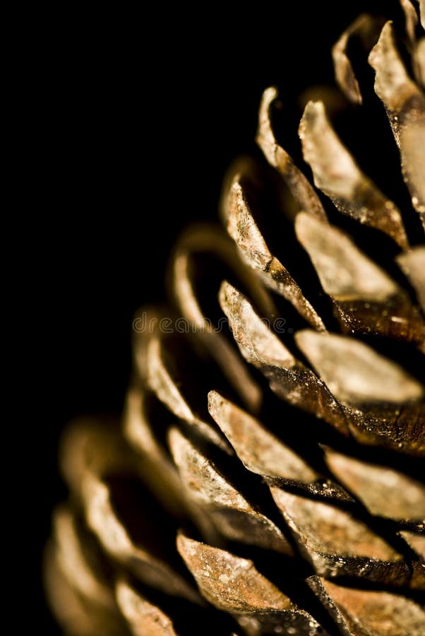 Pinion stock photo. Image of nature, flora, botany, floriculture - 17829256