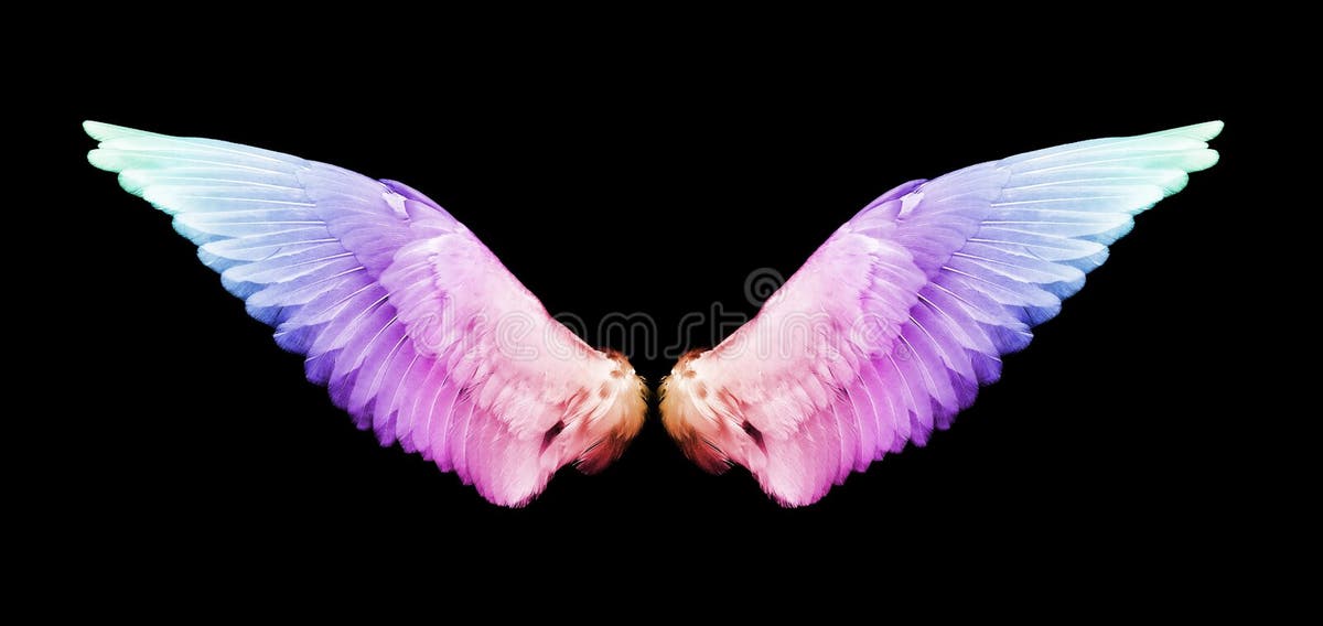 148 Pinion Wings Stock Photos - Free & Royalty-Free Stock Photos from ...