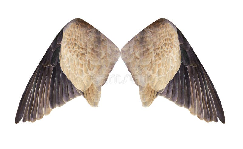 153 Pinion Wings Photos - Free & Royalty-Free Stock Photos from Dreamstime