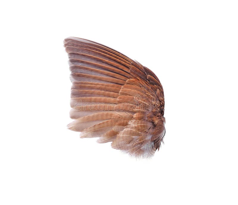 Pinion stock photo. Image of elegance, animal, purity - 48443590