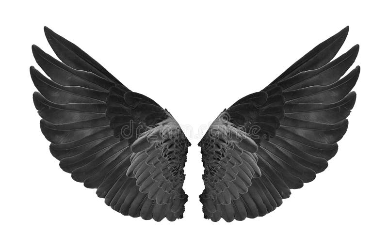 153 Pinion Wings Photos - Free & Royalty-Free Stock Photos from Dreamstime