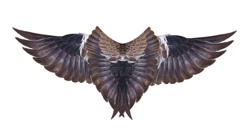 156 Pinion Wings Stock Photos - Free & Royalty-Free Stock Photos from ...