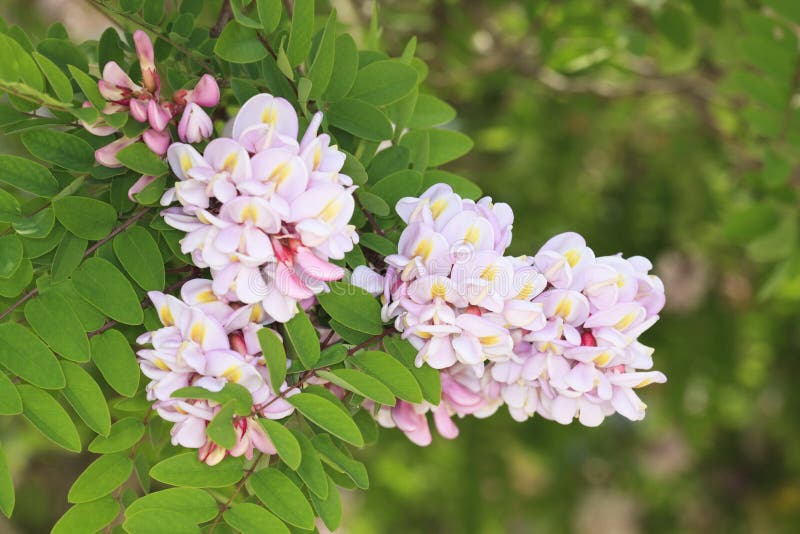 Pink Acacia Tree Blooming Branch and Broun Seed Pods. Stock Image ...