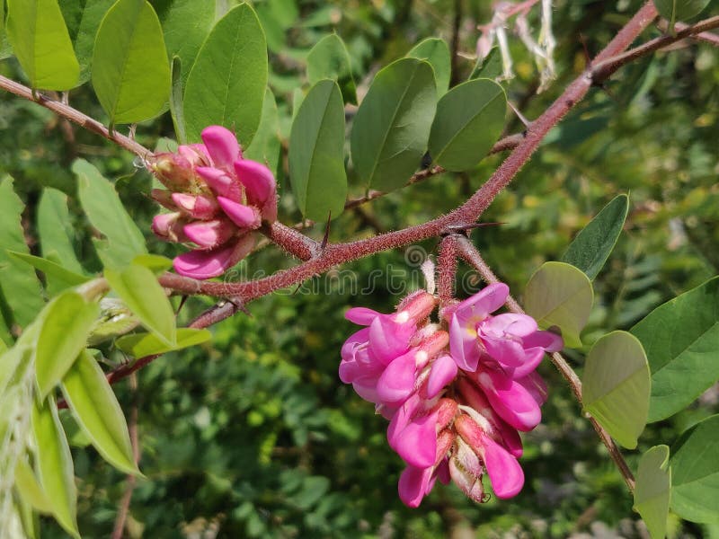 Acacia pink stock image. Image of acacia, fresh, green - 212709645