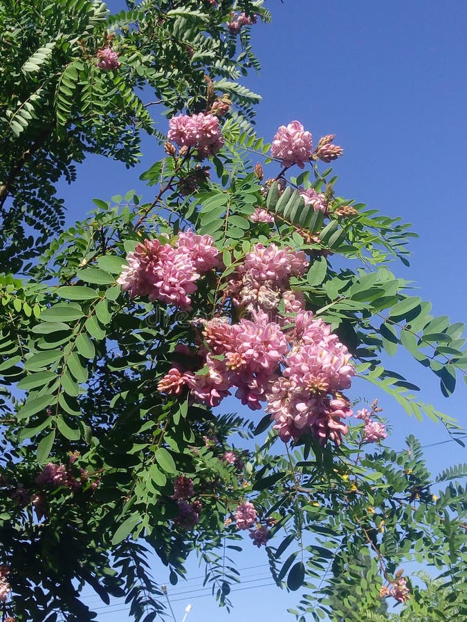 Pink Acacia Flower Closeup Robinia Pseudoacacia . Acacia Tree Bloom ...