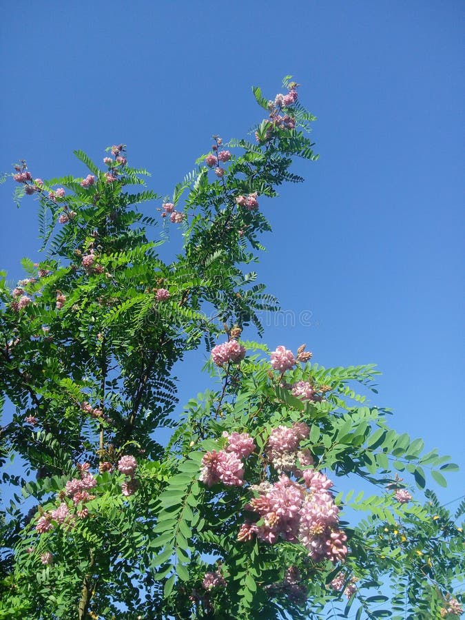 Pink Acacia Flower Closeup Robinia Pseudoacacia . Acacia Tree Bloom ...