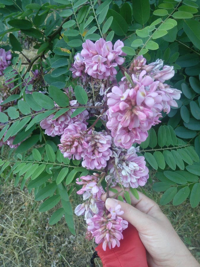 Pink Acacia Flower Robinia Pseudoacacia Stock Image - Image of bright ...