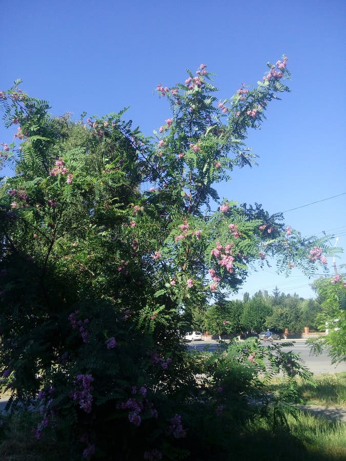 Pink Acacia Flower Robinia Pseudoacacia Stock Image - Image of leaf ...