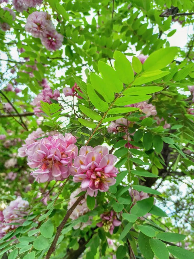 Pink Acacia Flowers Bloom on the Tree Stock Image - Image of park ...