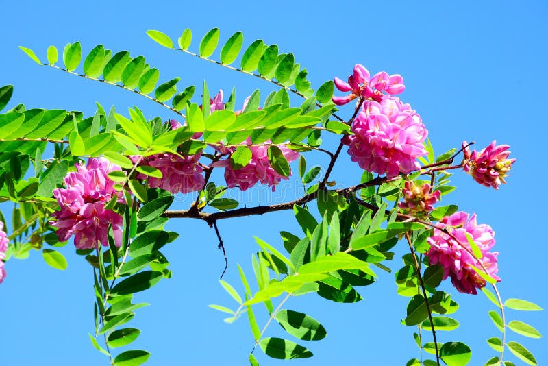 Pink acacia flowers stock photo. Image of botanical, supplement - 72077214