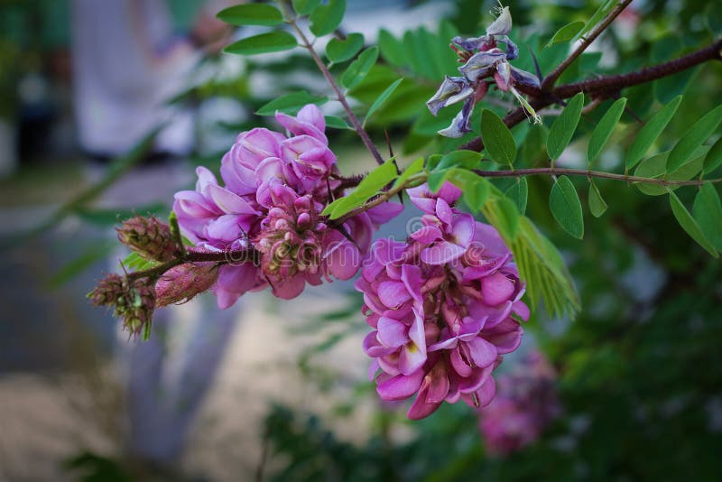 Pink acacia stock photo. Image of flora, tree, nature - 62509294