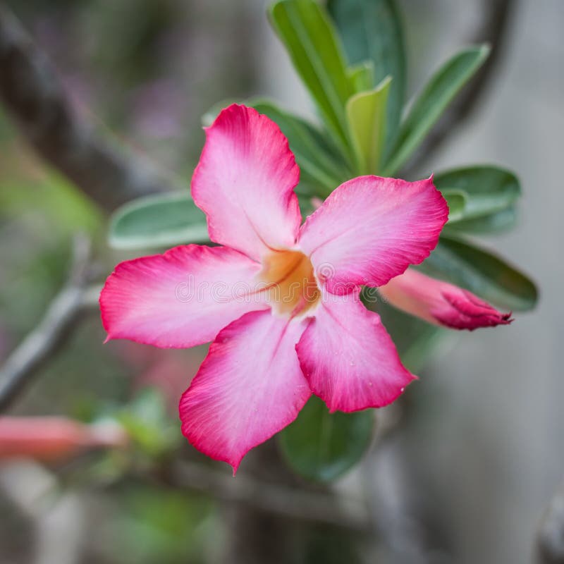 Pink Adenium stock image. Image of plant, asia, petal - 80236249