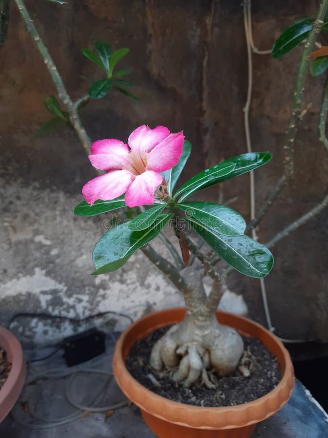 Pink Adenium Desert Roses on Pot Stock Image - Image of flower, pink ...