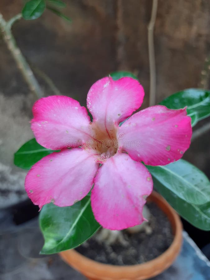 Pink Adenium Desert Roses on Pot Close Up Stock Image - Image of flower ...