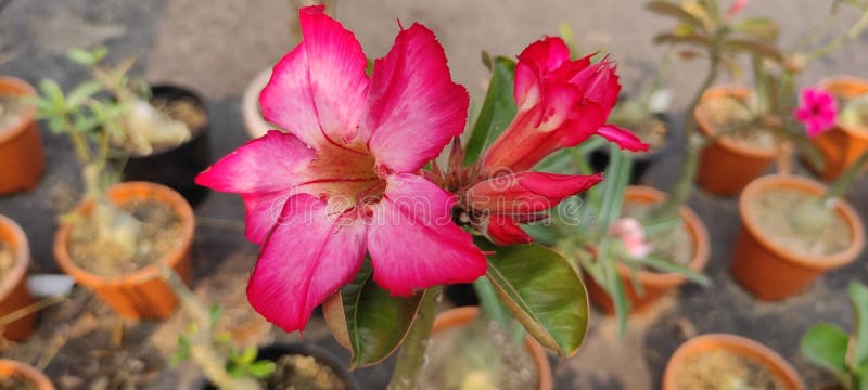Pink Adenium Flower Blooming in India Stock Image - Image of ...