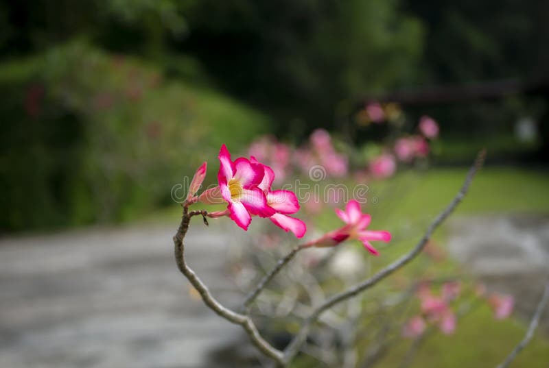 134 Pretty Pink Wallpaper Computer Stock Photos - Free & Royalty-Free ...