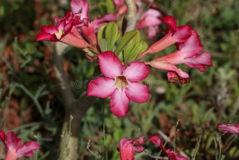 Pink Adenium Obesum In The Garden Stock Image Image Of Tree Herb
