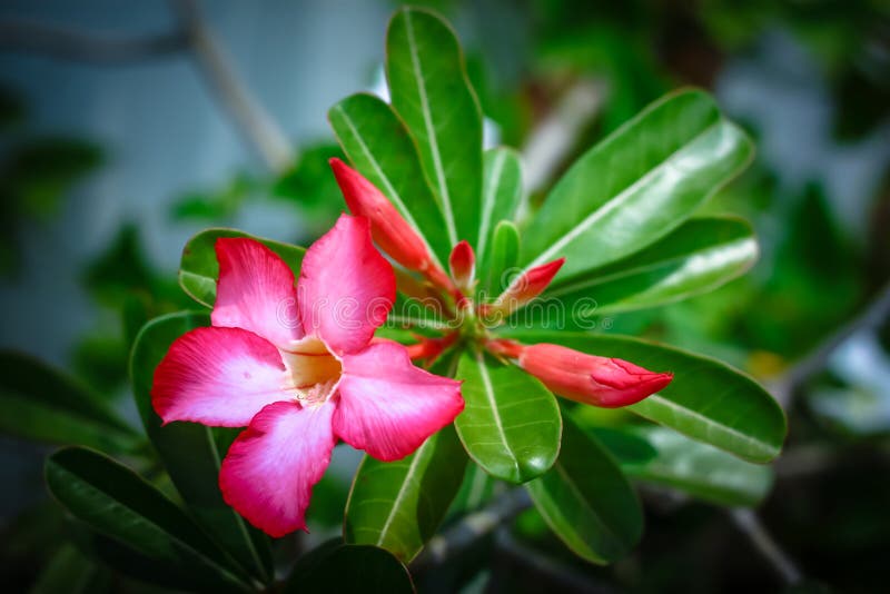Pink Adenium Obesum Stock Image Image Of Rose Tree 44484811