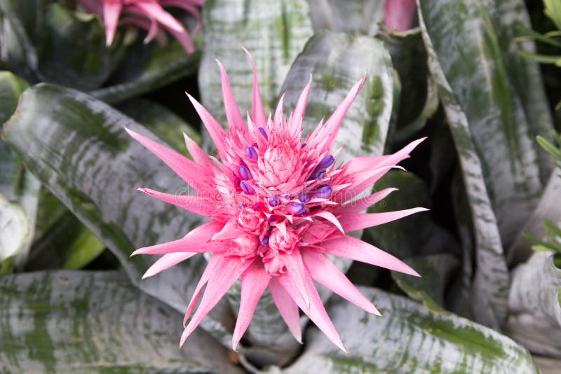 Pink Flower of Aechmea Fasciata from Botany Family Bromeliaceae Stock ...