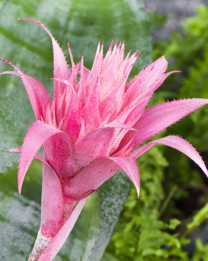 Pink Aechmea Fasciata stock photo. Image of fasciata - 32528406