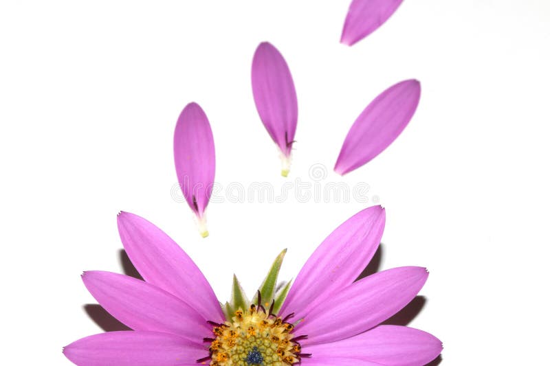 Pink African Daisy Flower with Flying Falling Petals on White ...