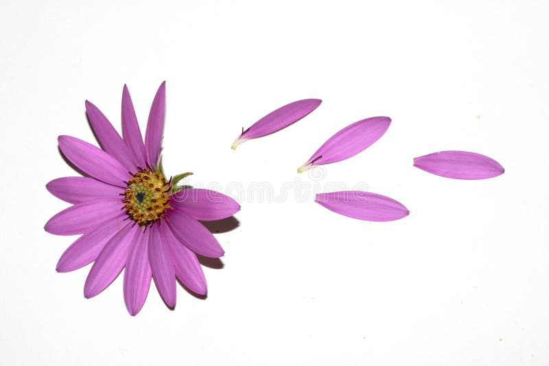 Pink African Daisy Flower with Flying Falling Petals on White ...