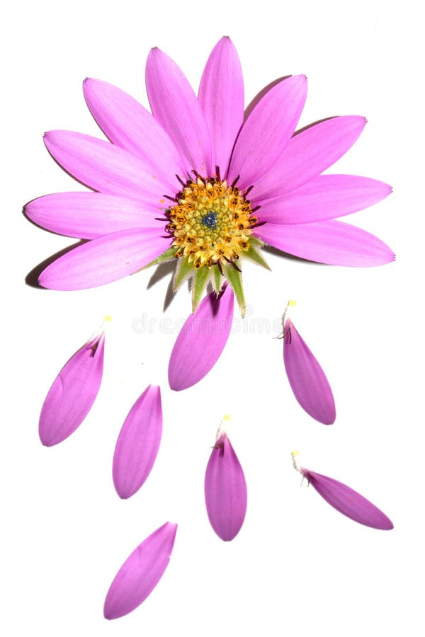 Pink African Daisy Flower with Flying Falling Petals on White ...