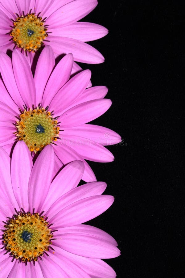 Pink African Daisy Flower with Petals on Black Background Stock Image ...