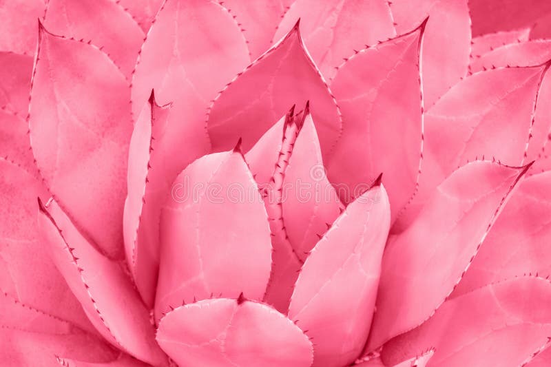 Pink Agave Plant Close-up, Texture and Natural Background. Stock Image ...