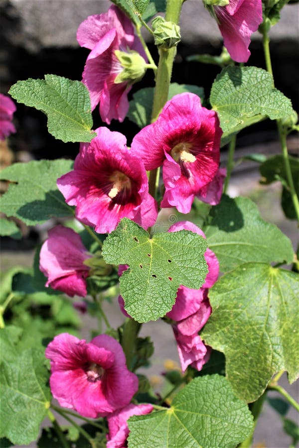 Pink Alcea Flowering in the Garden Stock Image - Image of park, pink ...