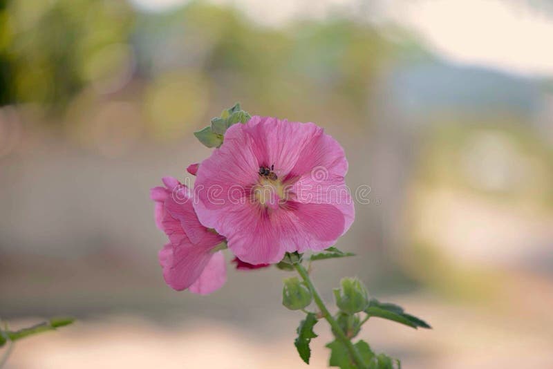 Pink Alcea or Hollyhock Flower Stock Photo - Image of garden, flower ...