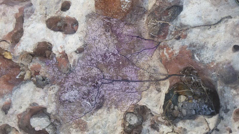 Pink Algae in Shape of a Tree Stock Photo - Image of soil, geology ...