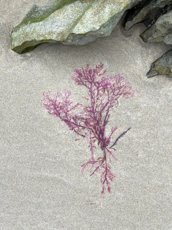 A Pink Algae, Stranded on the Sand of the Beach Next To Some Rocks, Low ...