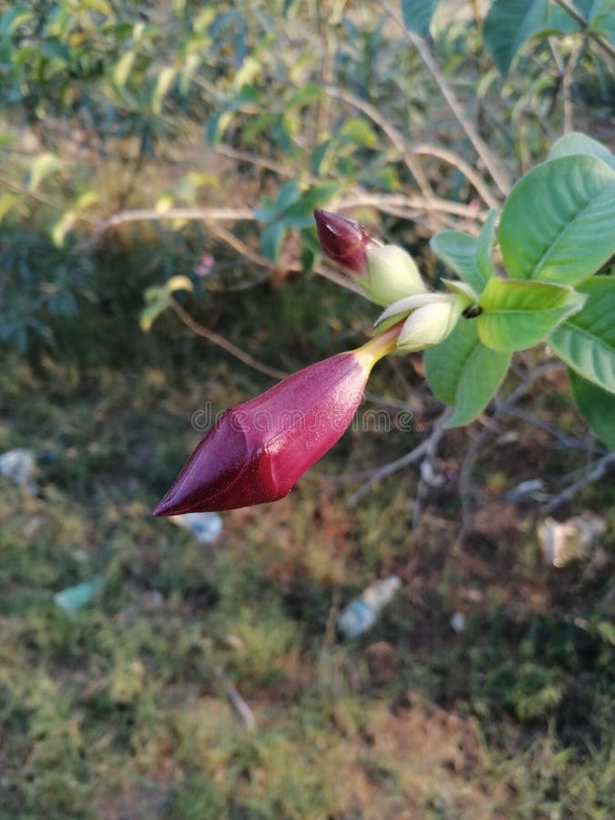 Pink Allamanda High Resolution Stock Photo Stock Photo - Image of ...