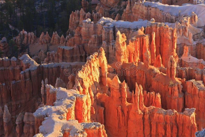 Pink Alligator stock photo. Image of park, america, united - 25699834