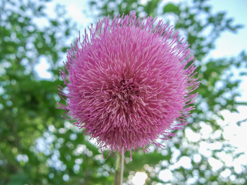 Pink allium flower closeup stock photo. Image of blooming - 214590598