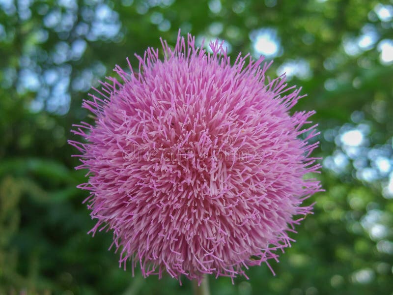 Pink allium flower closeup stock image. Image of blooming - 214590605