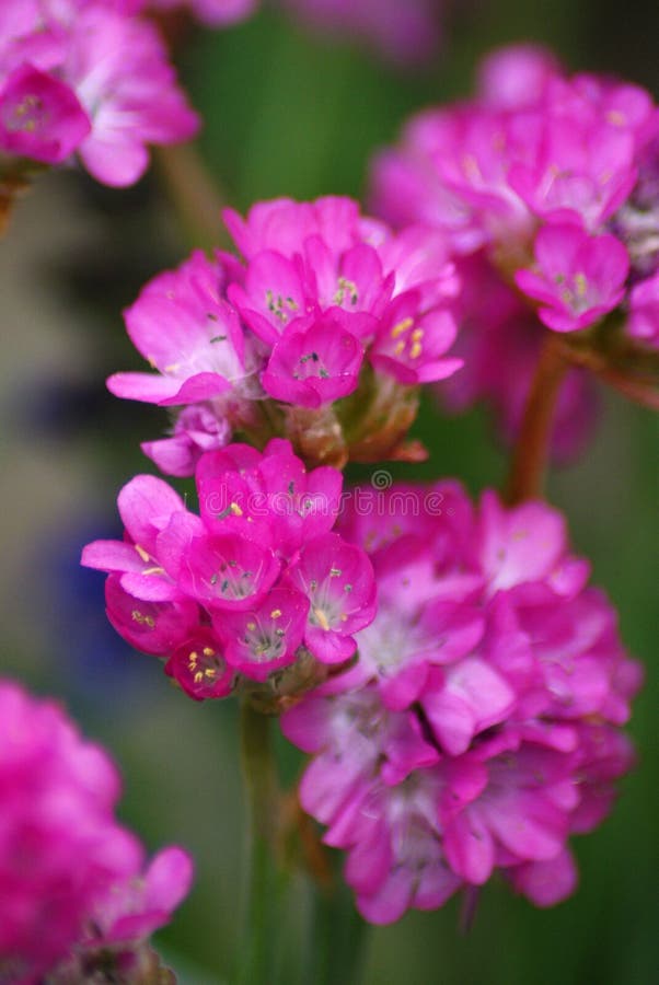 Pink Allium Flowers stock image. Image of chive, flowers - 153847795