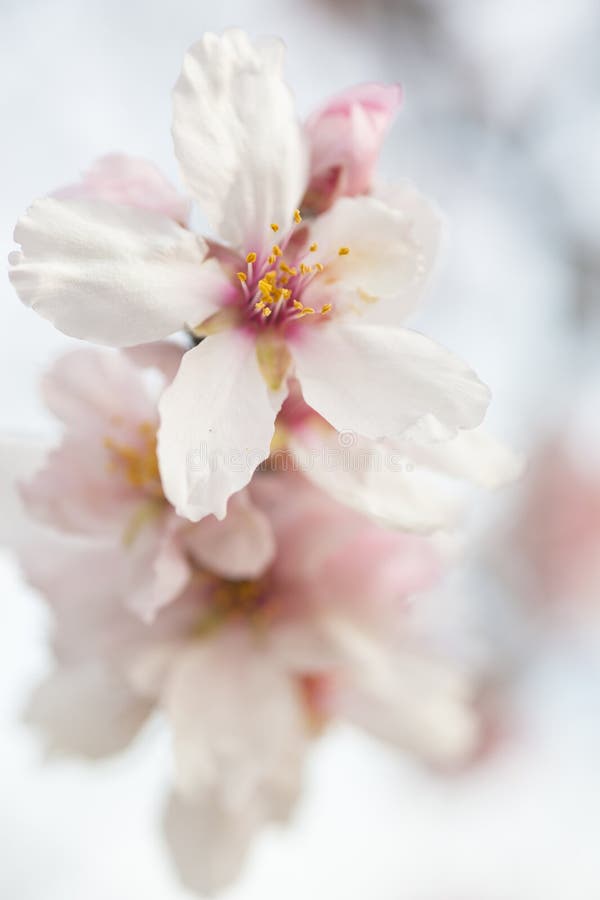 Pink almond blossoms stock image. Image of beauty, almond - 271007247