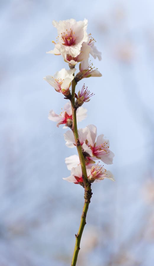 Pink almond blossoms stock photo. Image of blooming - 271007320