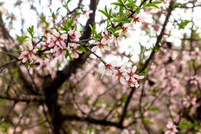 Pink Almond Flowers on a Tree, Spain in Winter Stock Image - Image of ...