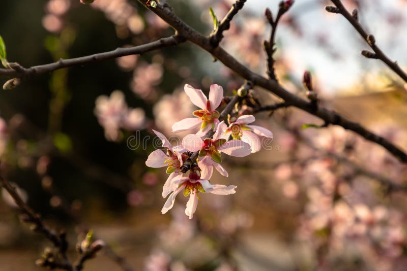 Pink Almond Flowers on a Tree, Spain in Winter Stock Photo - Image of ...